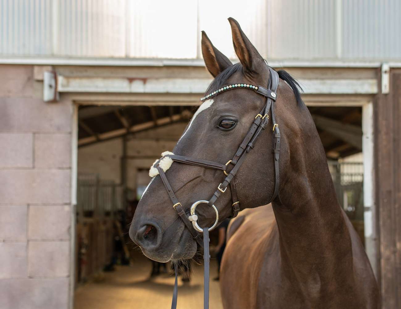 Where to start when you’re bitting a new horse - HorseBitBank.com