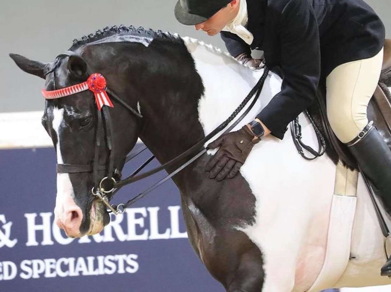 How to prepare for your show ring debut - HorseBitBank.com