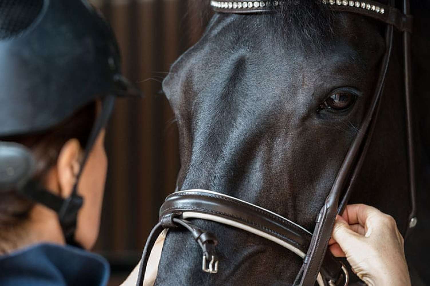 Understanding your horse’s facial nerves and why bridle and bit fit ...